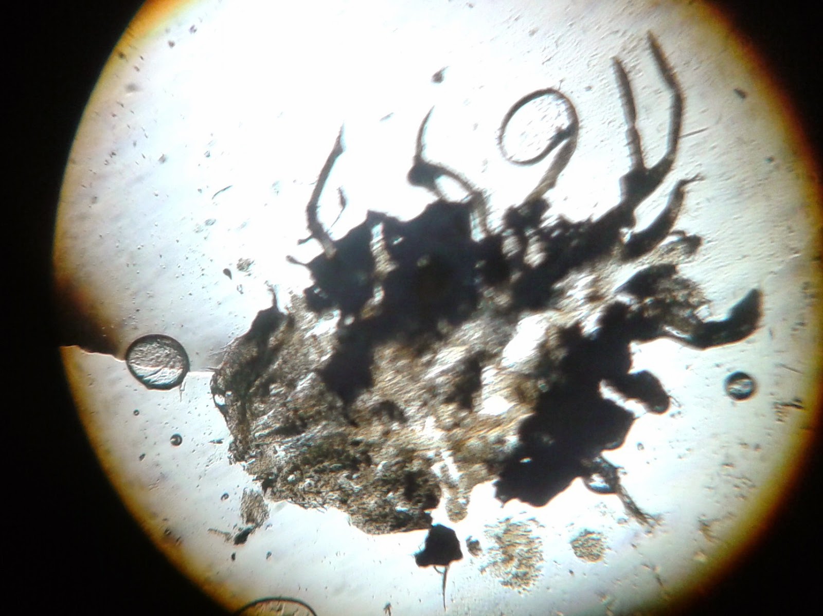 LE MICROSCOPE DU COLLÈGE WEILER (et la loupe monoculaire): MARDI 9 ...