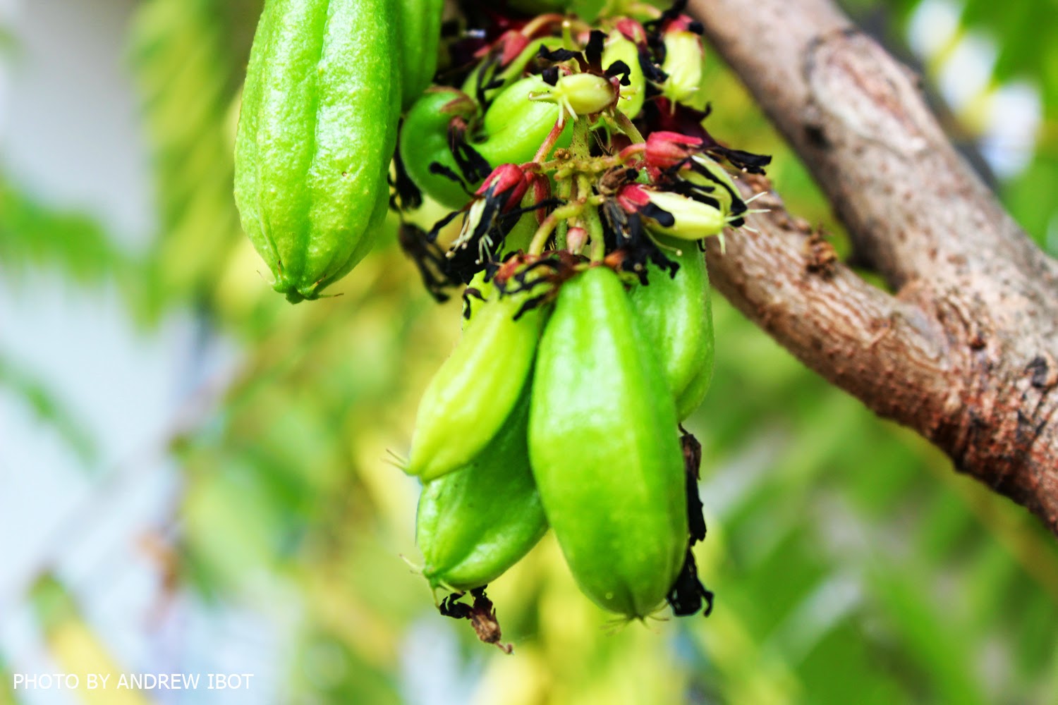 Ako si ANDREW IBOT!: Kamias (Averrhoa bilimbi)