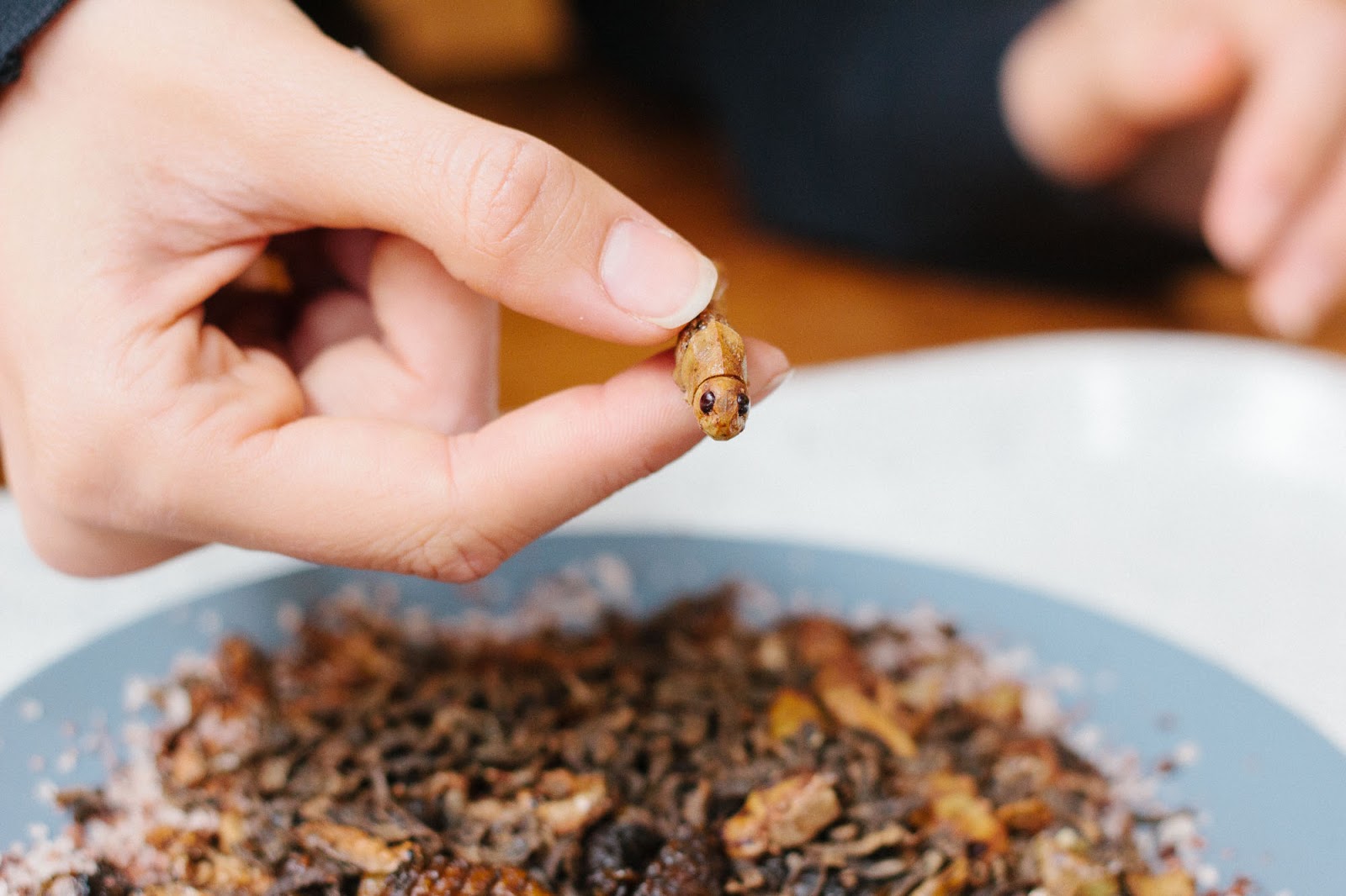 Insectos, ¿la comida del futuro? | Conocer Ciencia