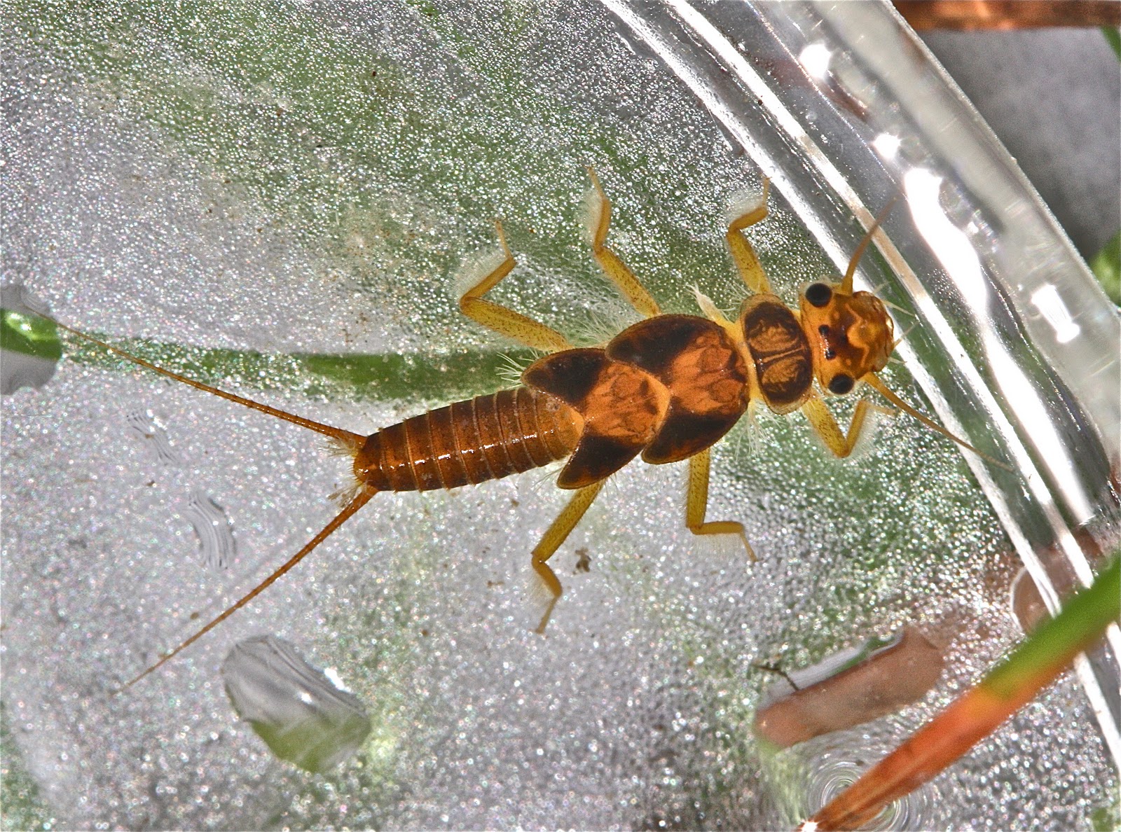 Aquatic Insects of Central Virginia: The Perlids (Common Stoneflies) in ...