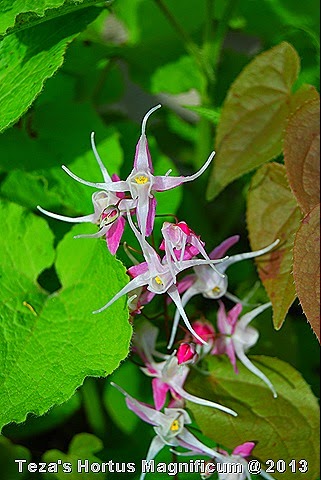 Thursday Garden Review: The Genus Epimedium | Teza's Hortus Magnificum