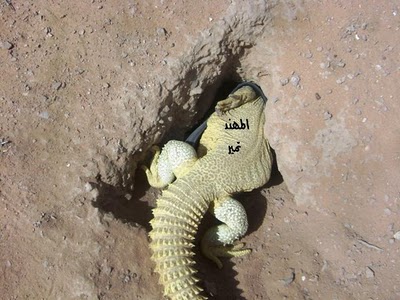 doubleREDapples: BIZARRE Rice Cooking : Dhab Briyani (lizard)