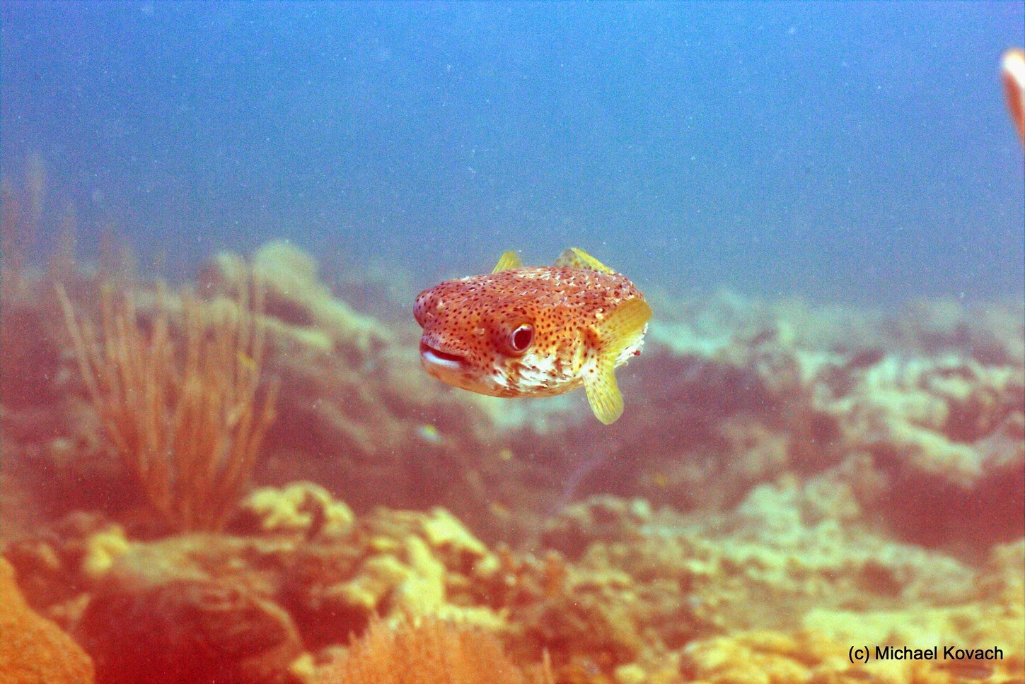 Cordova Dive Blog: A Solo Dive on the Big Coral Knoll and a second solo ...