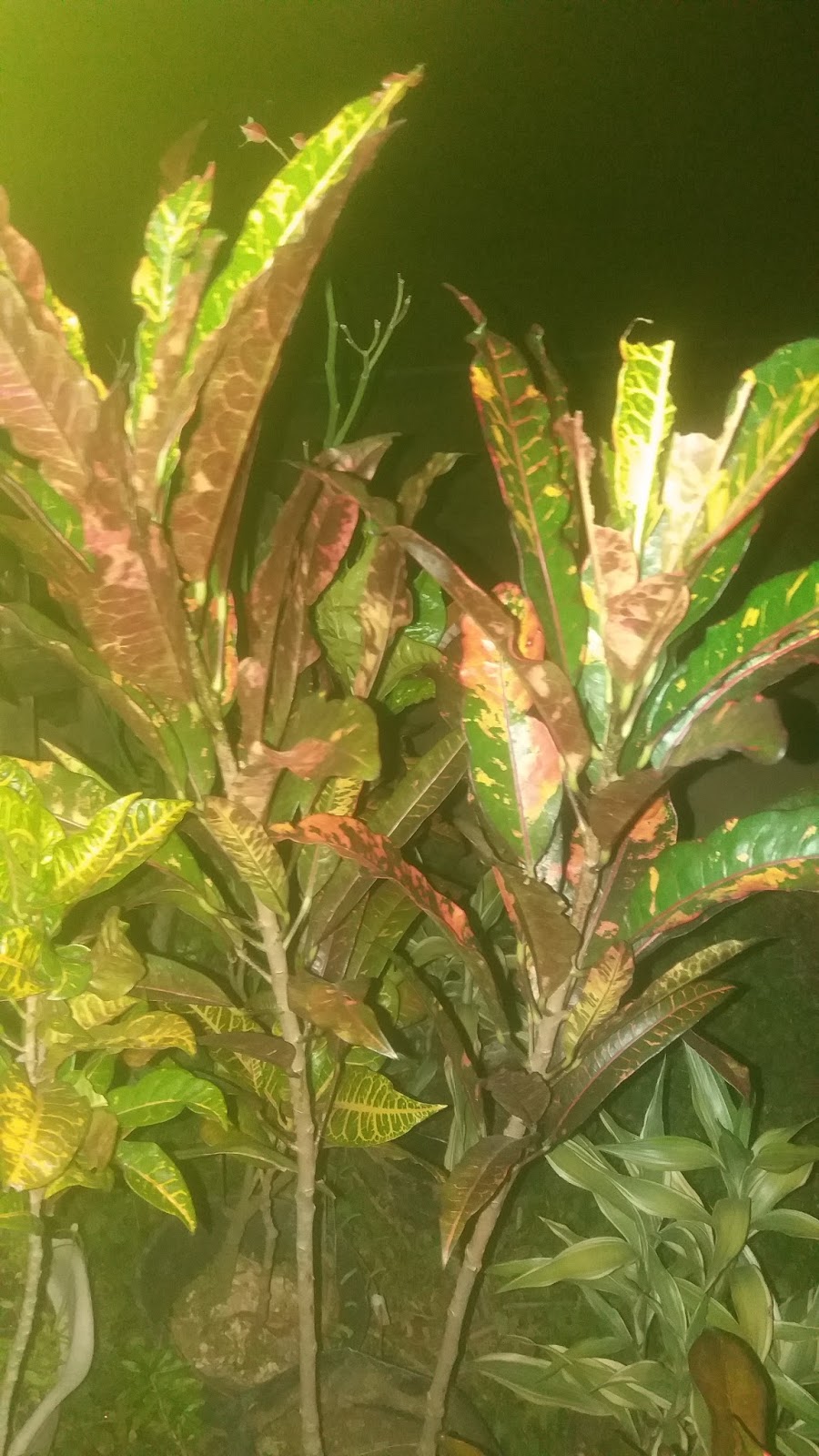 Mengenal Bunga Puring