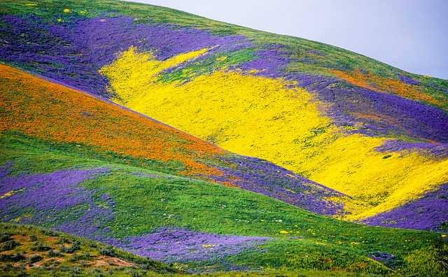 Breathtaking Photos Of California’s Super Bloom