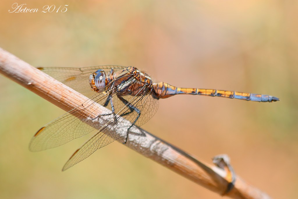 Libélulas en Gran Canaria: mayo 2015