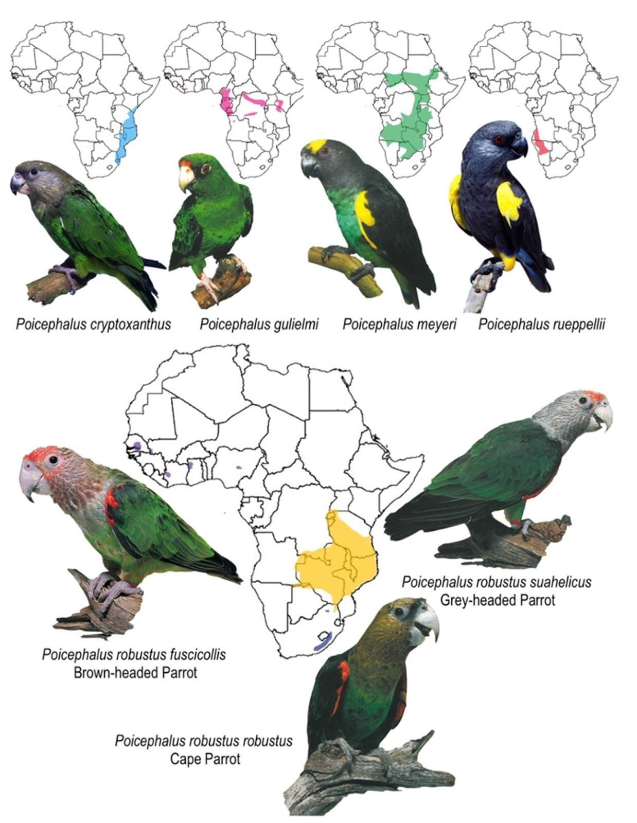 Species New to Science: [Ornithology • 2015] Molecular Systematics of ...