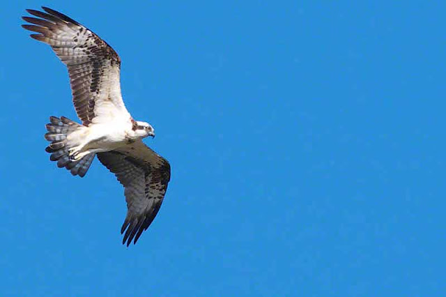 Ryukyu Life: Flight of the Osprey: A Bird at Kin Dam