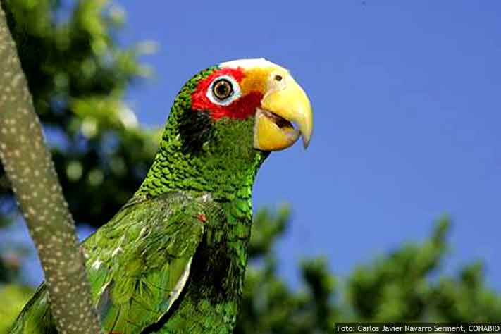 Códigos de Barras de la Vida Silvestre México - Barcode of Wildlife ...