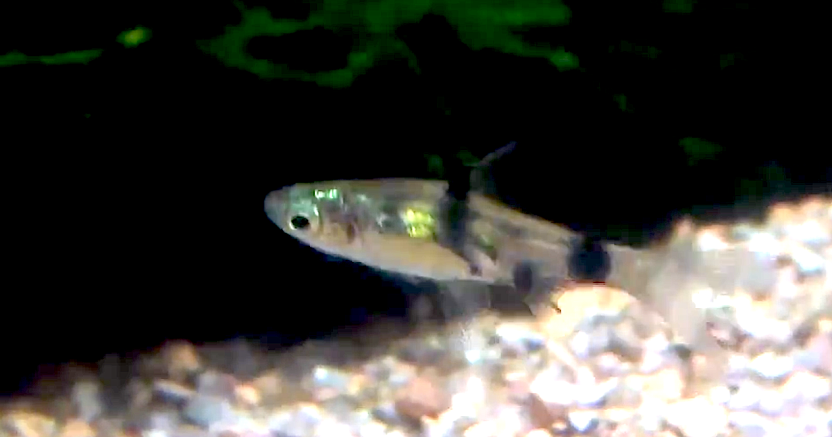 Aquarium Movies (Japan) archive 生きている魚図鑑: ゲリウスバルブ Golden Dwarf Barb ...