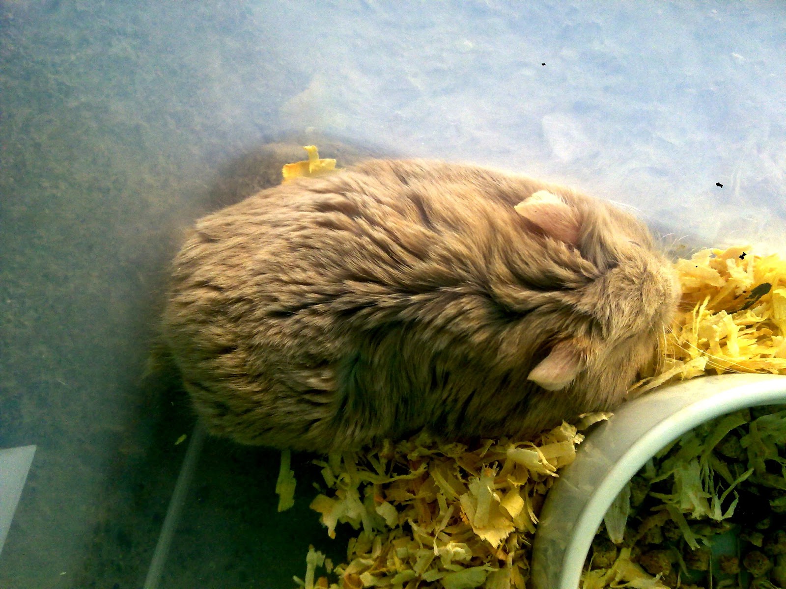 My Hammies World: Campbell's Russian Hamster Colors, Patterns And Coats