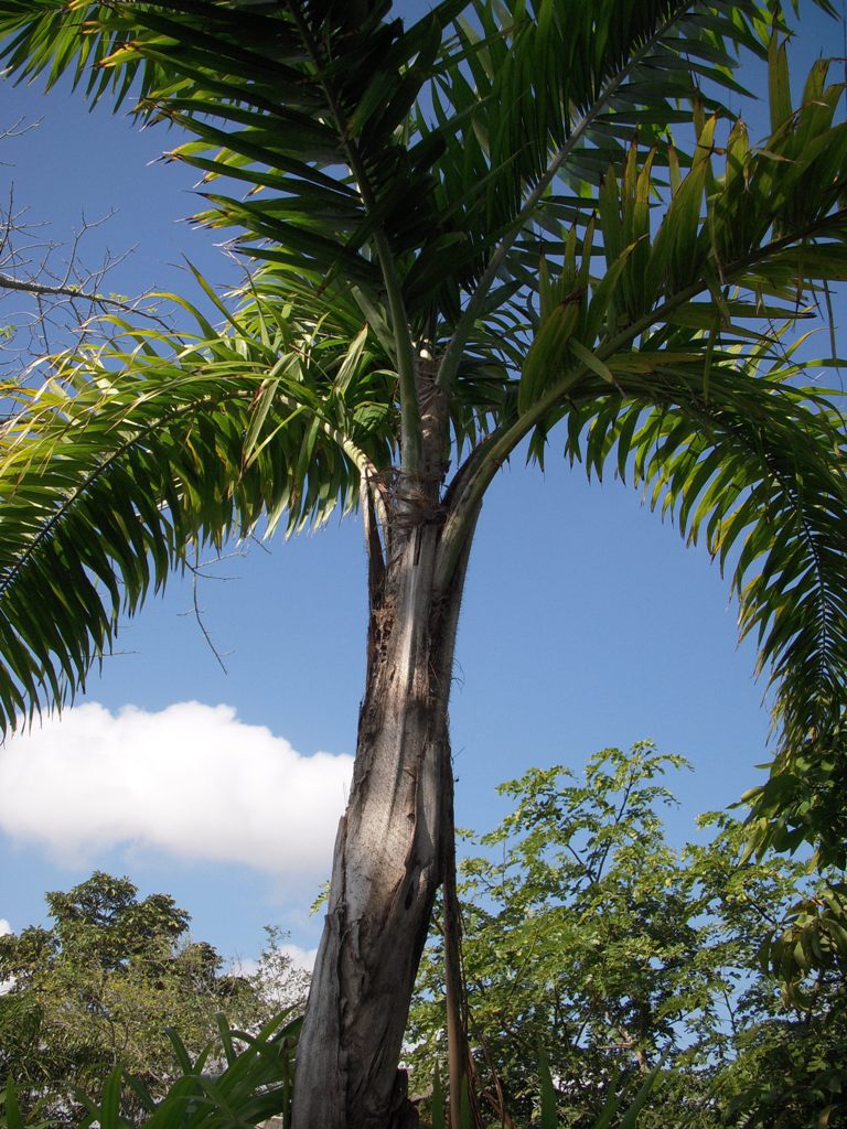 Pálma Oázis: Bactris gasipaes - Pejibaye pálma,barackpálma