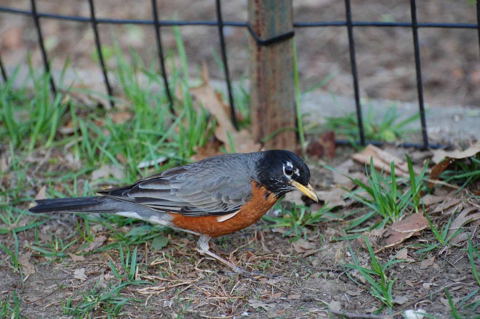 Urban Wildlife Guide: The American Robin returns -- or does it?