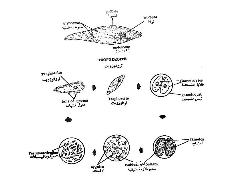 بالصور : شرح دورة حياة مونوسيسثس monocystis