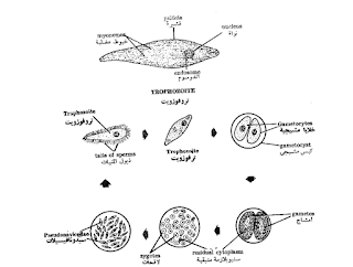 بالصور : شرح دورة حياة مونوسيسثس monocystis
