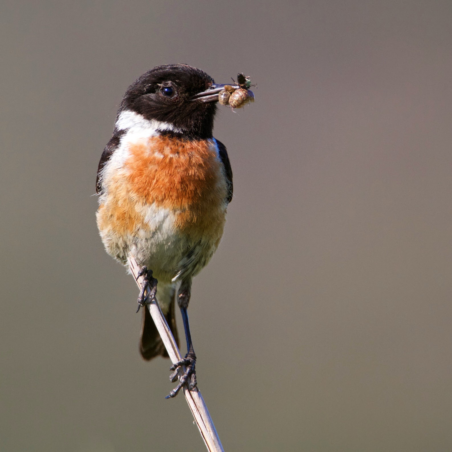 Charlie Sargent's bird ringing: Port Andratx Majorca birds