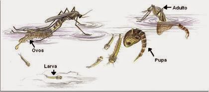 Blog profe Simone: Borrachudo - Simuliidae