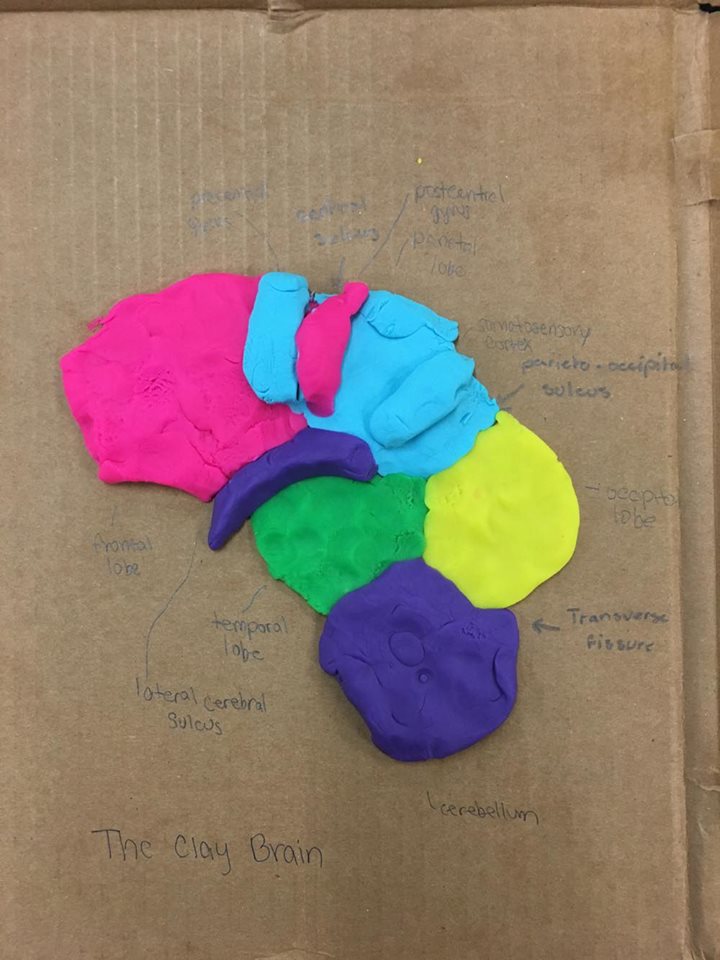 Nicole's Anatomy & Physio Blog: The Clay Brain