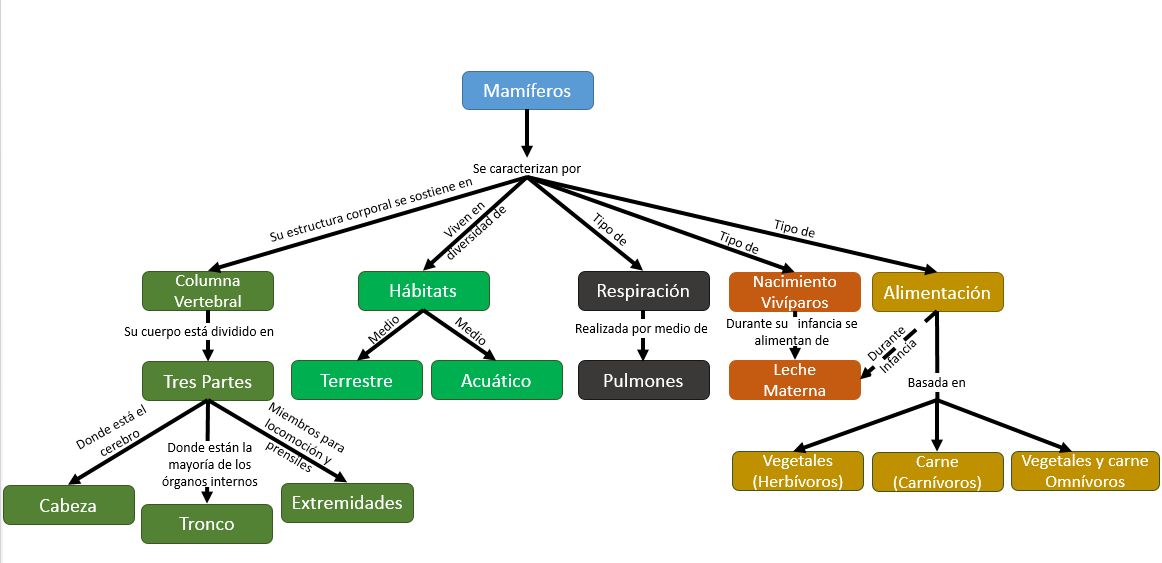 Mapas conceptuales, relacionales y procedimentales ~ UCAFE