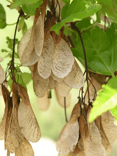 Shay's Word Garden (Poetry & Such Like): May 2013