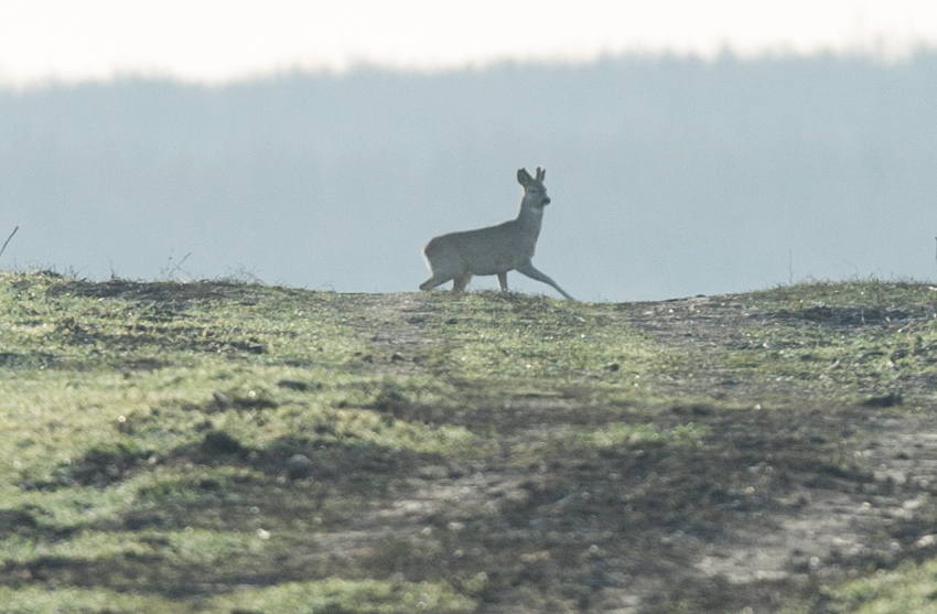 CRISTIAN NISTOR: CAPRIOARE