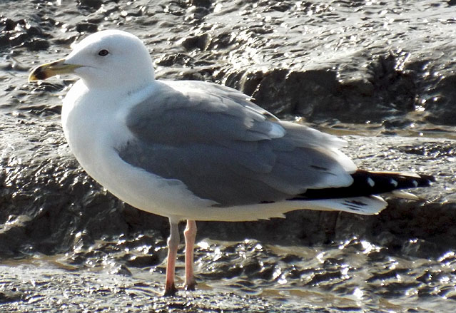 Bird Blog: Caspian Gull (Larus cachinnans)