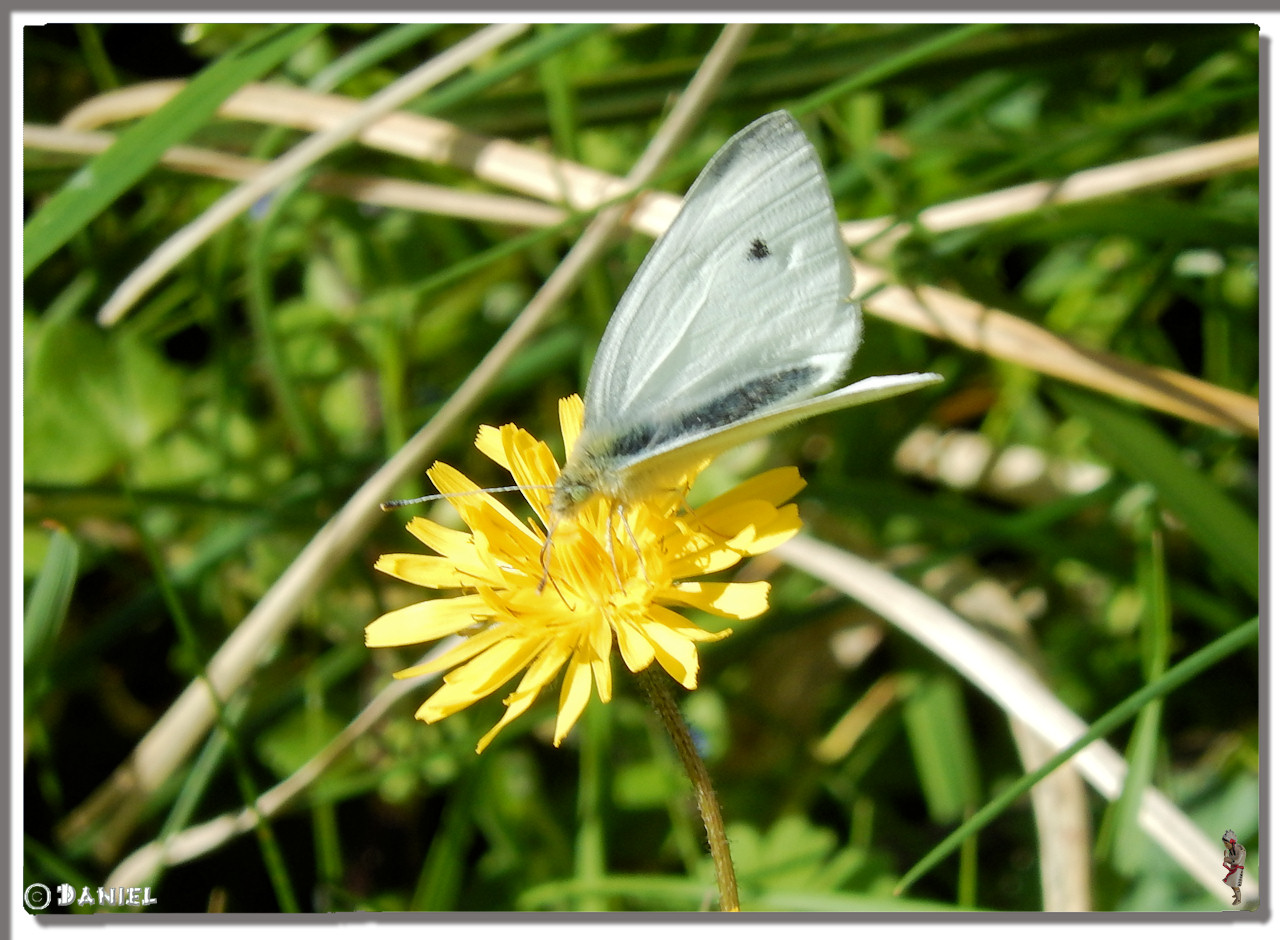 Photos Daniel: Papillon