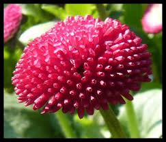 FLOWERS ENCYCLOPAEDIA: button pom flowers