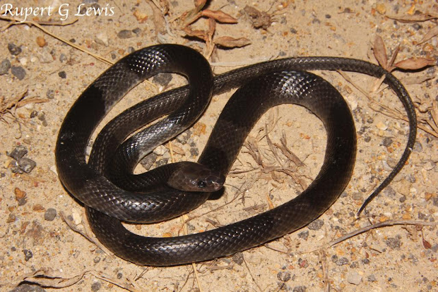 Ular Asli Indonesia: Ular Cicak (Lycodon subcinctus)