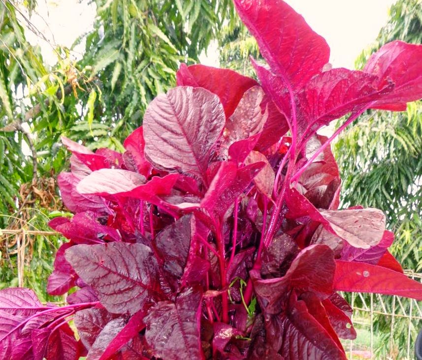 Februari 2015 ~ Coret sesuka Q