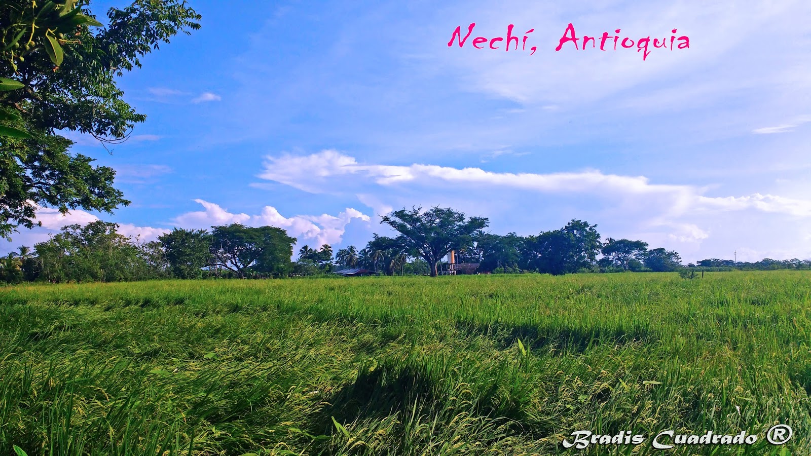 Nechí, Verdad sin Límites: Cinco fotos de Nechí del periodista Bradis ...