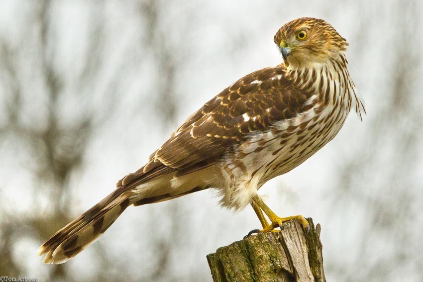 The Ohio Nature Blog: Cooper's Hawk