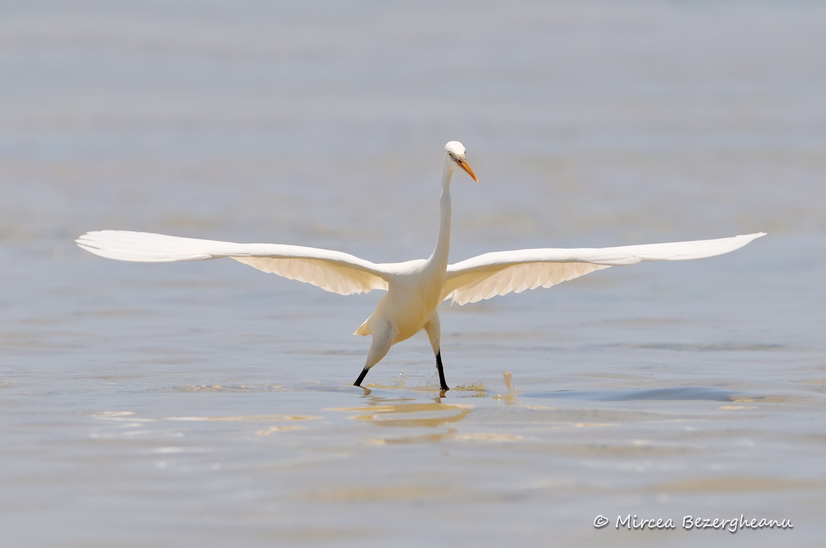 Dans alb - Egrete pe apa