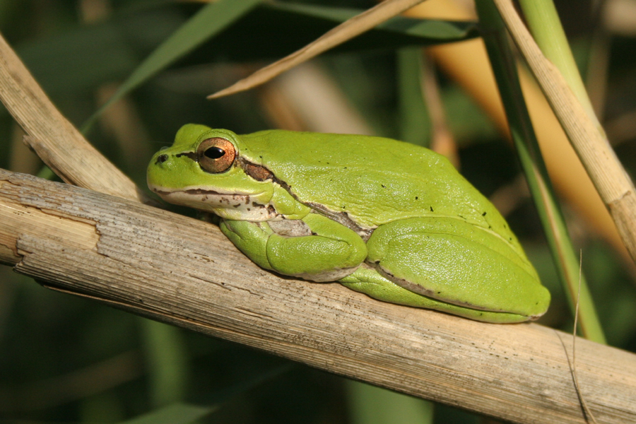 ISRing - the Israeli Ringing Blog: Crashing populations or irregular ...