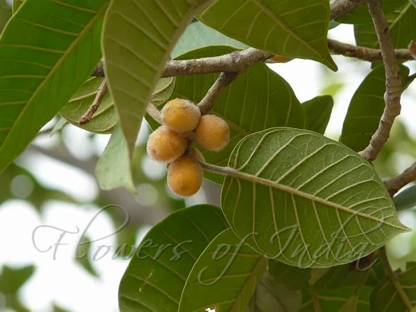 Flora and Fauna- Western Ghats