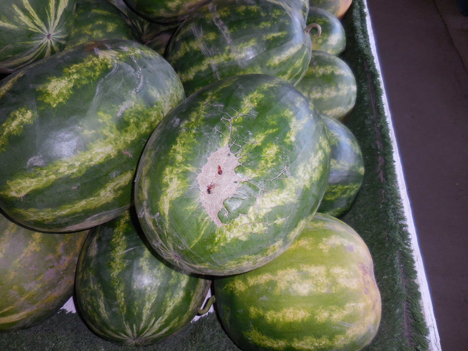 CO-Horts: It's Melon Season!