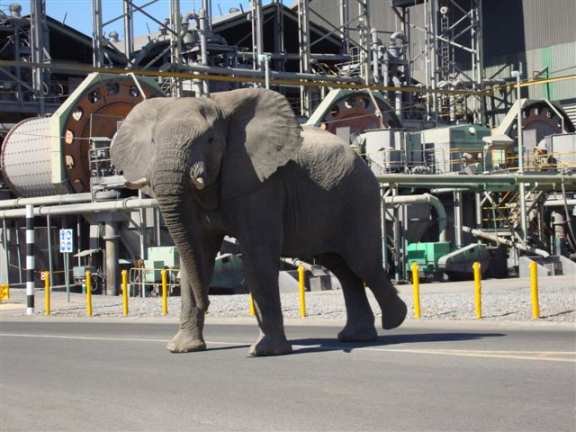 Pessimist Incarnate: Elephant decides to visit a mine....only in Africa