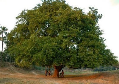 El Tamarindo: 14 hermosos arboles tamarindos