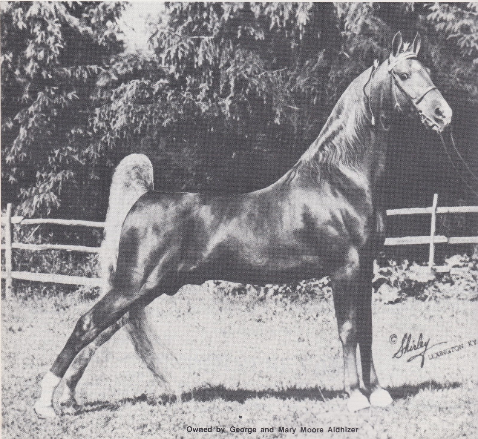 The American Saddlebred: 12/17/16 Wild Wind's stallion legacy, part 5