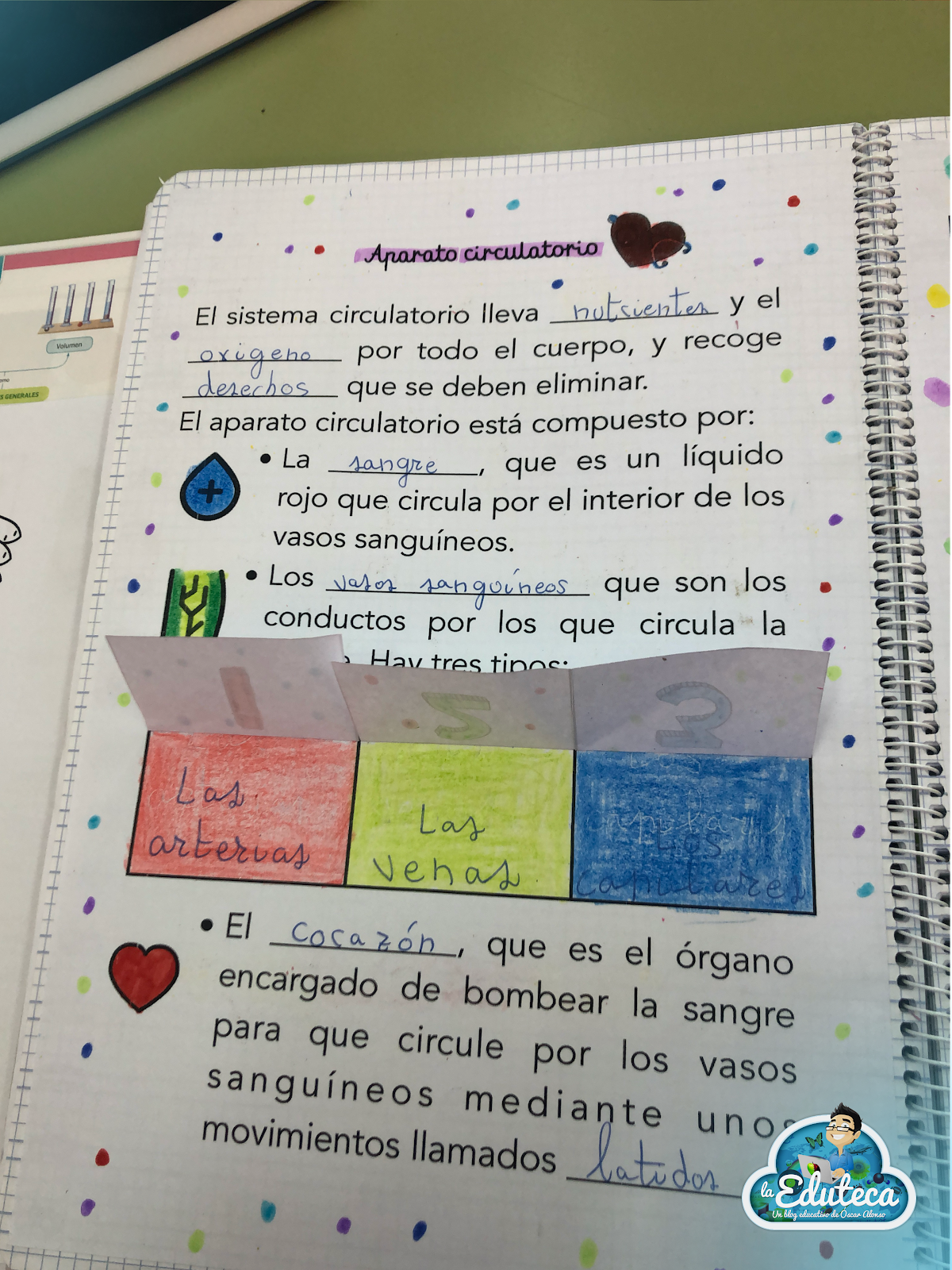 MIS PLANTILLAS LAPBOOK | Lapbook del aparato circulatorio 💓 ~ La Eduteca