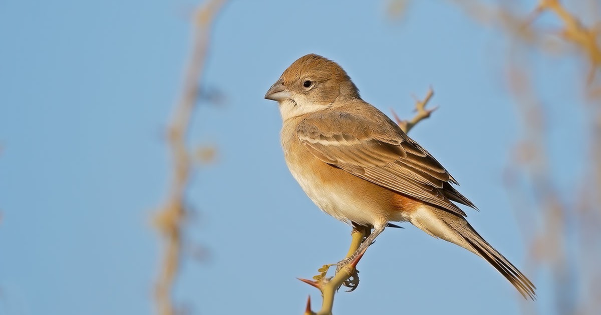 mis fotos de aves: Diuca diuca Diuca Common Diuca-finch