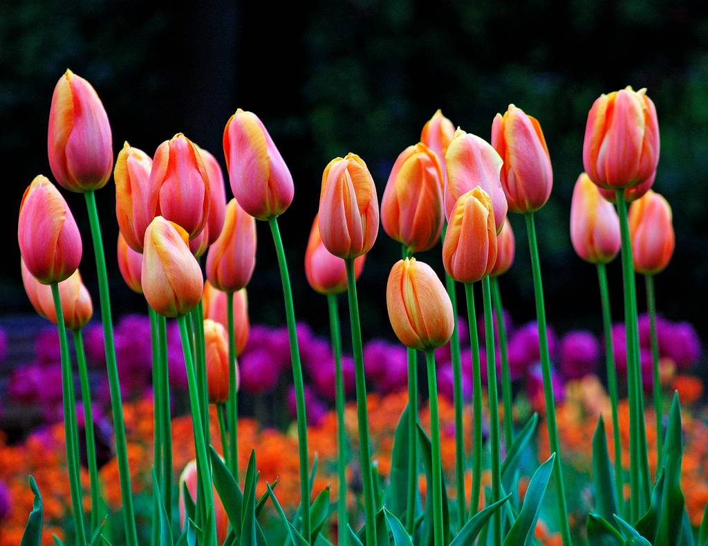 Tulips: Not Only from Amsterdam ~ Kuriositas