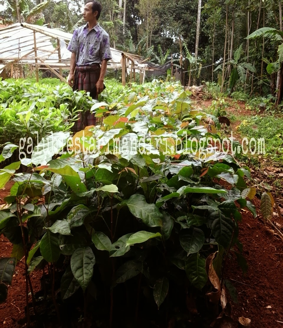 GALUH LESTARI MANDIRI | JUAL BIBIT JATI SOLOMON | JUAL BIBIT SENGON ...
