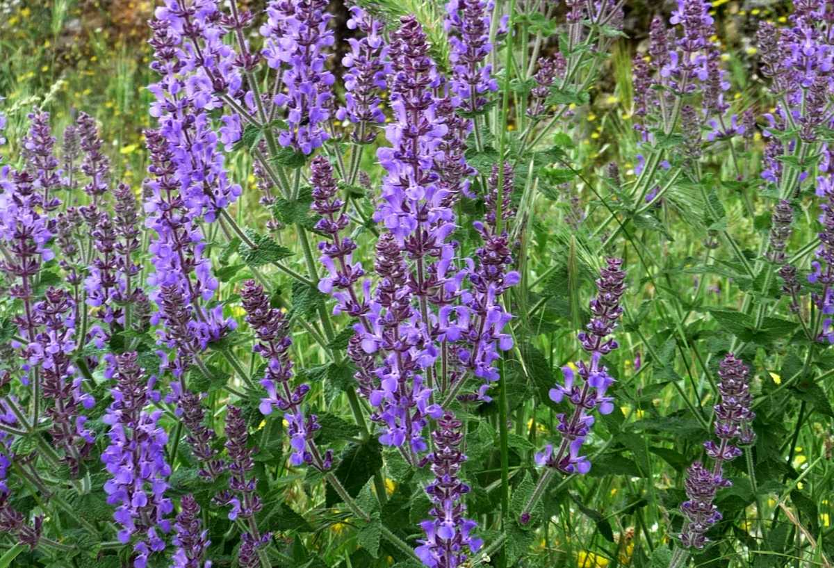 r o b i n 's y a r d: Salvia nemorosa