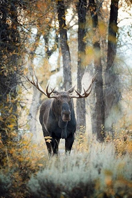 TRAS LAS HUELLAS DE HERÓDOTO. . . : ALCE, SEÑOR DE LA TAIGA.