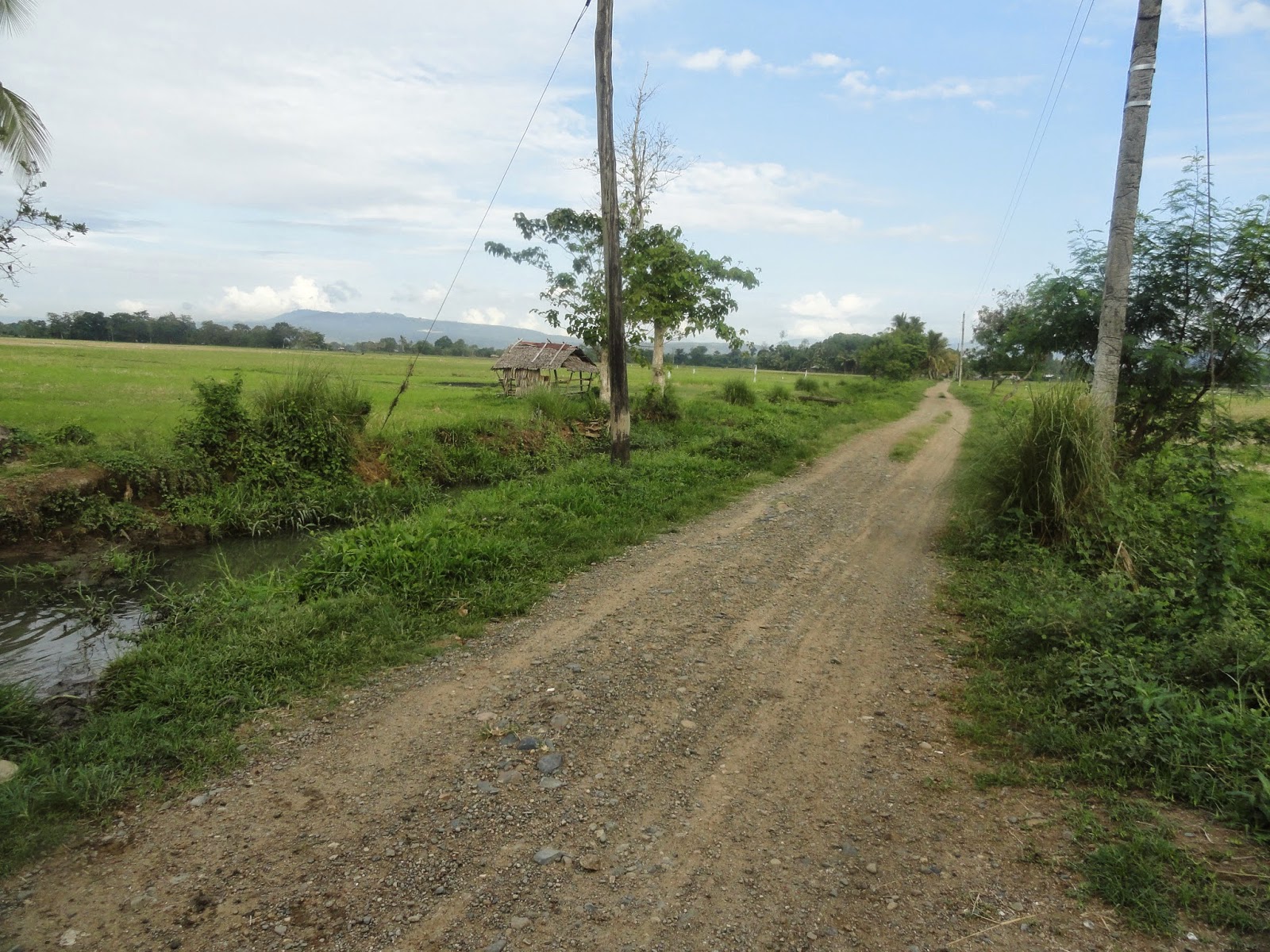 Zamboanga del Sur Properties: FOR SALE: 3 HECTARES IRRIGATED RICE-FIELD ...