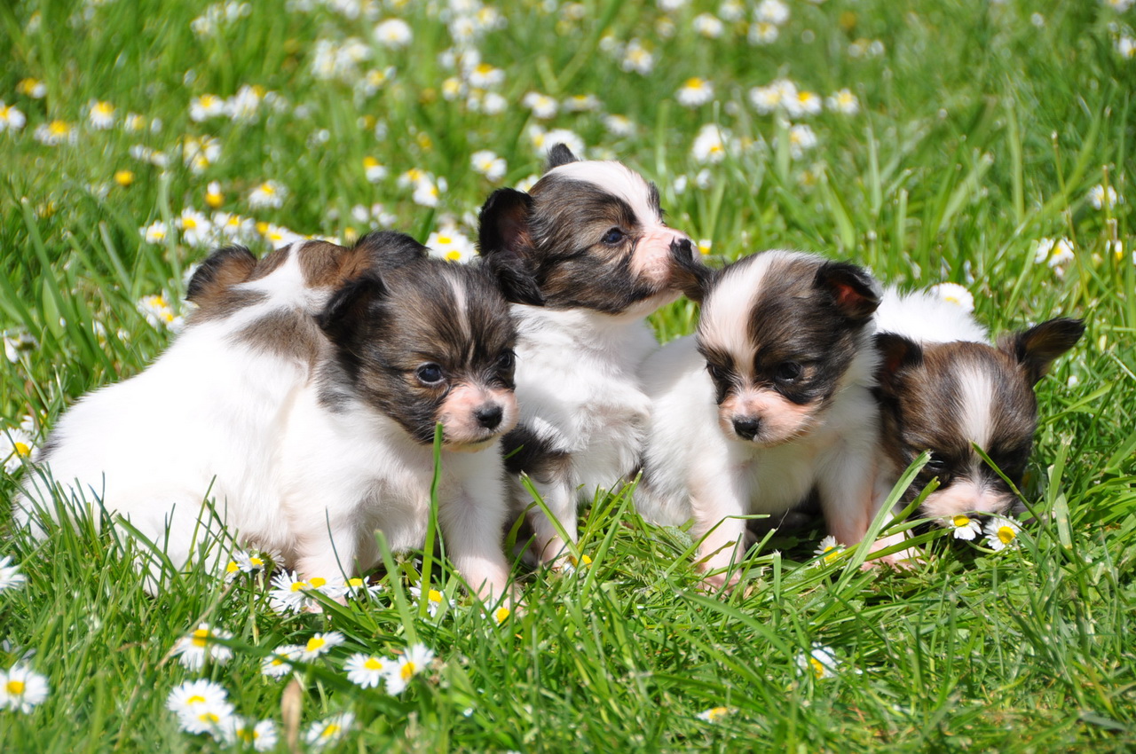 Road's End Papillons : Road's End Spring Puppies-2013