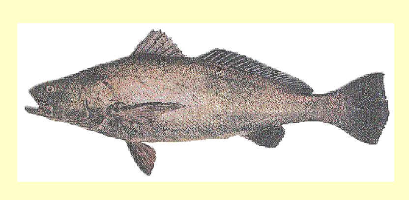 Artes de Pesca: VAMOS A PESCAR TOTOABA