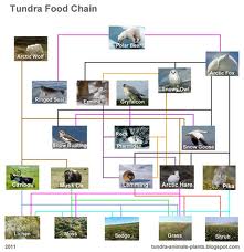 Arctic Tundra Food Chain