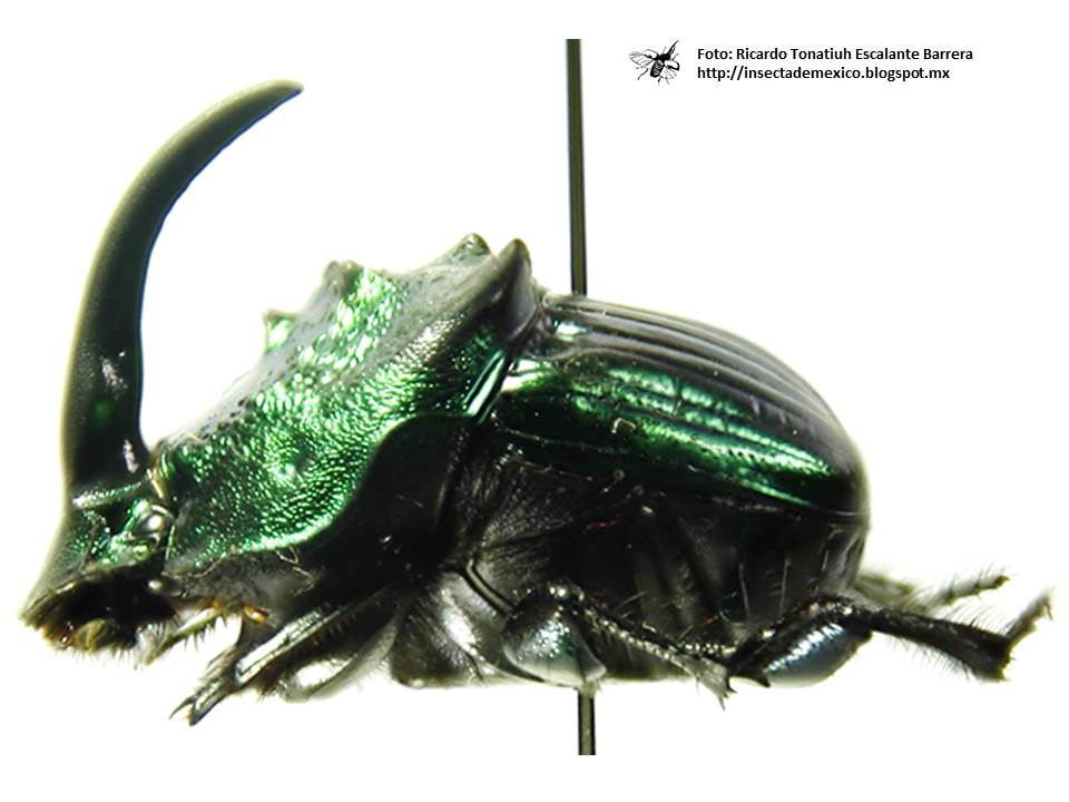 Insecta de México: PHANAEUS MEXICANUS